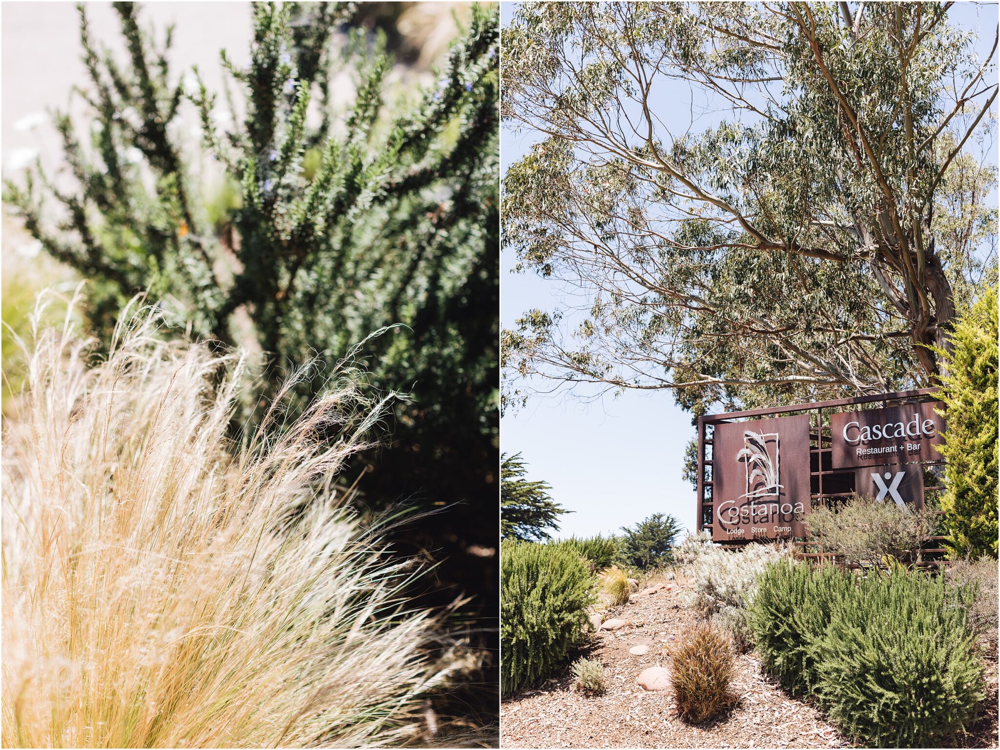 Coastal Wedding at Costanoa Lodge in Pescadero, CA | Rachel + Tommy ...